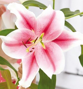 Amazon.com : Gigantic Size Flower Giant Hybrid Pretty Woman Lily ...