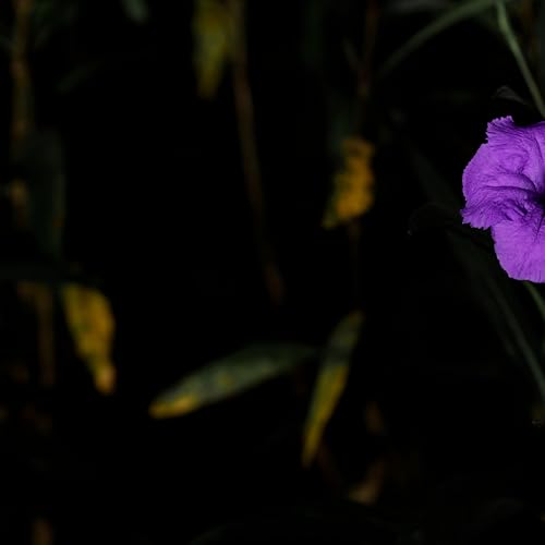 Symbiosis in Swing von Fit Mega bei Amazon Music - Amazon.de