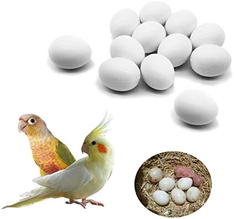 Amazon.com: FOIBURELY 8 Pcs Solid Canary Plastic Eggs Hatching Eggs ...