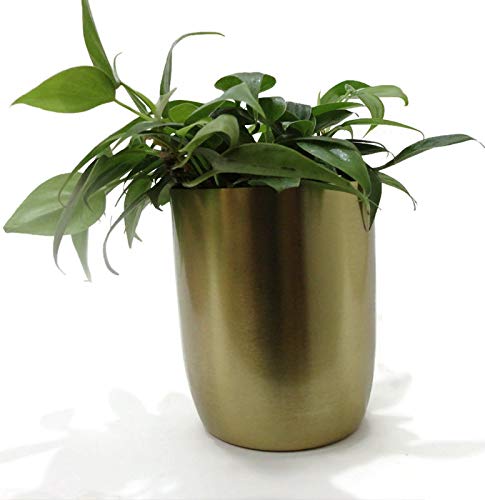CRAFT EMPORIO Copper Planters Pot with pothos Plant air Purifier (10.5 ...
