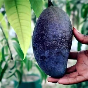 Green Angel Indonesian black stone mango grafted live plant (Height 2-2 ...