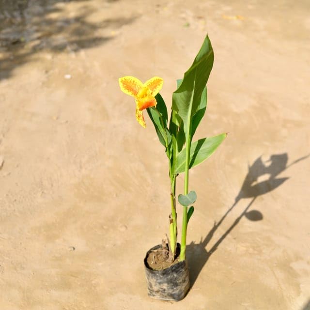 Keli/Canna Lily (colour) in 4 Inch Live Nursery Plant : Amazon.in ...
