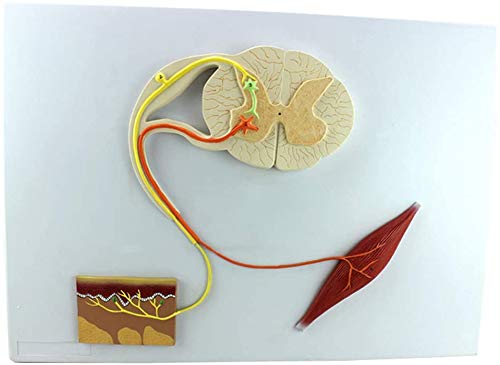 Buy Neural Reflexbogen Model Human Anatomy Science Model - Medicine ...