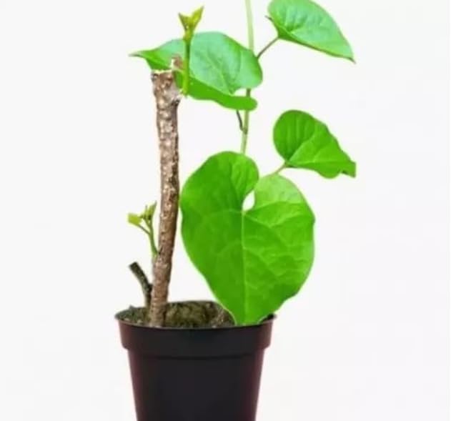 Giloy Plant, Gulvel Plant Medicinal Herbal Natural Plant with Pot ...