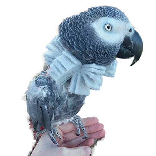 Blue African Grey