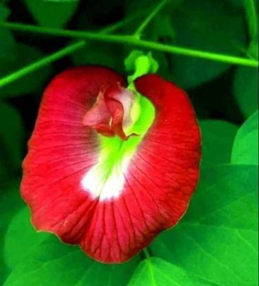 Gurveplantationi® Aparajita Plant With Pot Red Color Flower Pea ...