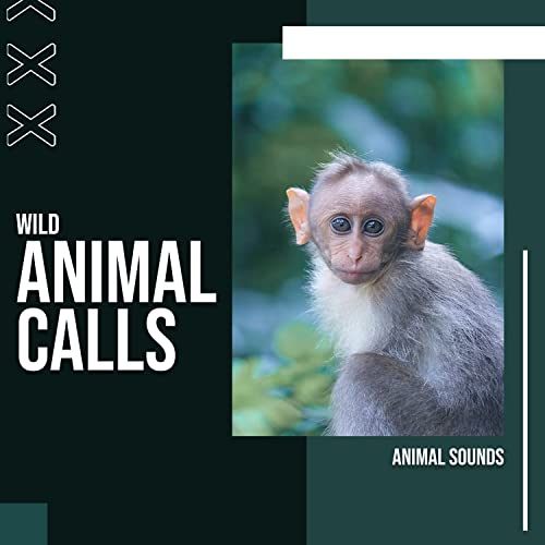 Wild Animal Calls de Animal Sounds en Amazon Music Unlimited