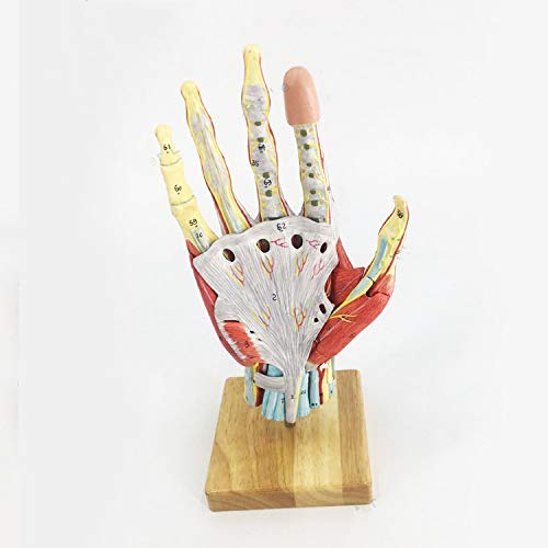 Buy Whp Human Hand Model, Internal Hand Structure Model, Medical ...