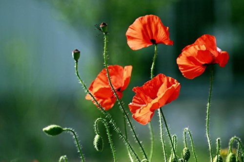 Creative Farmer Flower Seeds : California Poppy Papaveraceae Plant ...