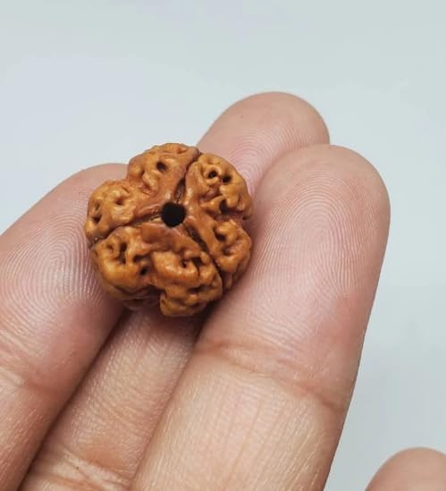 QUEEN-GEMS 3 Mukhi Rudraksha Original Certified Nepali Three Mukhi ...