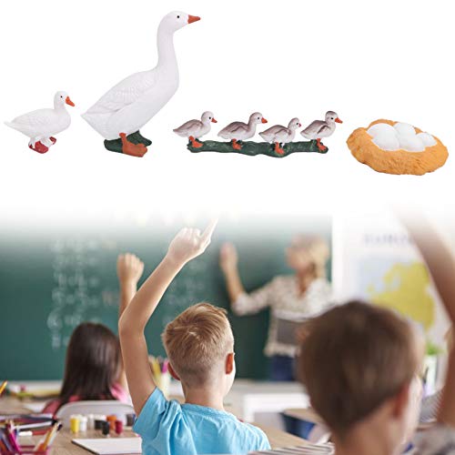 Growth Cycle Model, Life Cycle of Swan Toys Geese Figurines ABS ...
