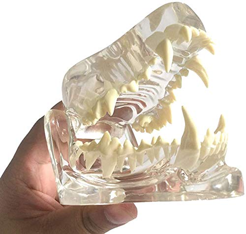 Model Of The Dogs Teeth Transparent Dog Skull Jawbone Anatomy ...