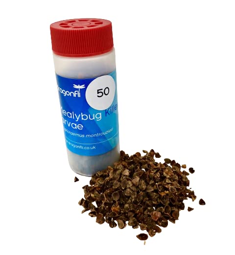 Dragonfli Mealybug Killer - Cryptolaemus larvae (50) - Natural ...