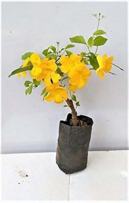 OhhSome Cat'S Claw Plant - Vibrant Outdoor Flowering For Balcony ...