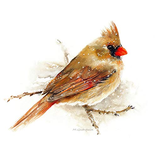 Female Cardinal Drawing