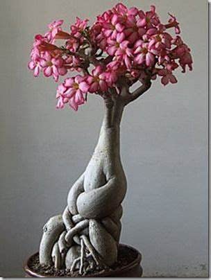 Green Tropical Rare Exotic Adenium plant/Desert Roses Bonsai live plant ...