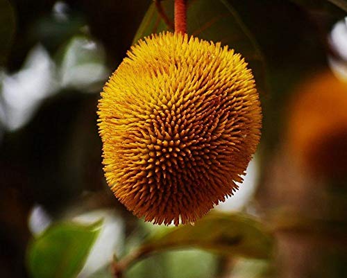 Greenish Valley Sweet Rare Exotic Wild Jackfruit Plant Artocarpus ...
