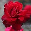 Amazon.com : Heirloom Roses Rose Plant - Black Beauty® Red Rose Bush ...