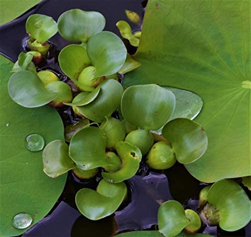 The Best Small Plants for Small Ponds (Easy Care Species) - Pond Informer