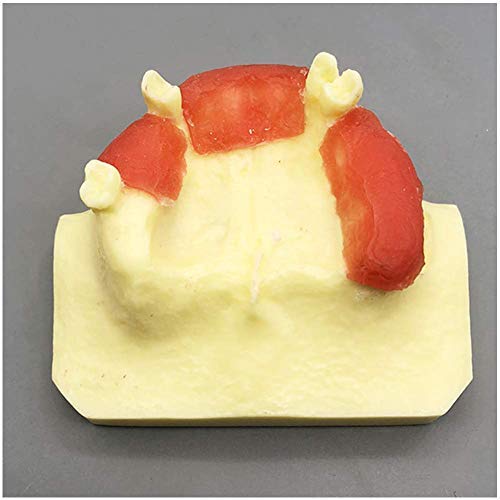 Buy Dental Im Model - Teeth teaching model - Dental Maxillary Sinus ...