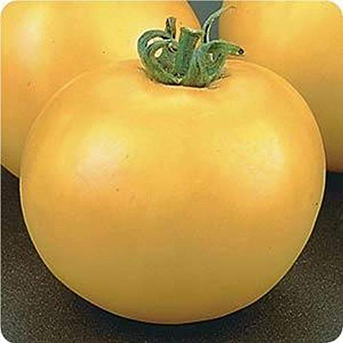 Amazon.com : Lemon Boy Tomato F1 Hybrid Seeds (40 Seed Pack) : Patio ...