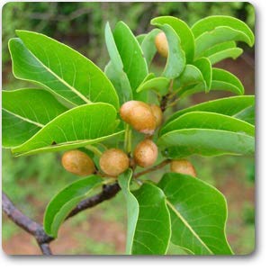 Amazing Store Madagascar Almond, Mini Badam, Terminalia Mantaly - Plant ...