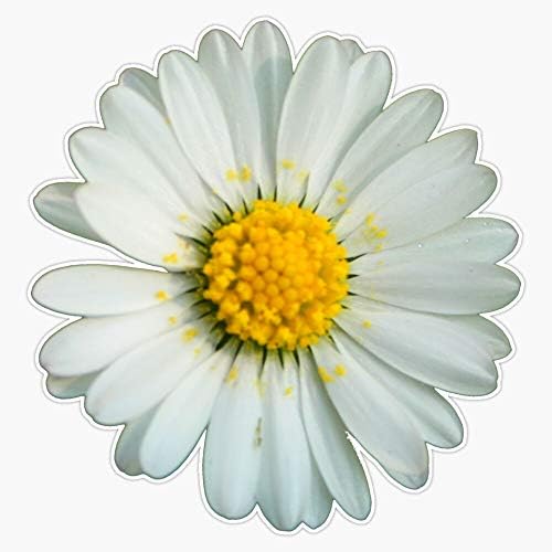 Amazon.com - Vinyl Sticker White Yellow Daisy Chamomile Flower Premium ...