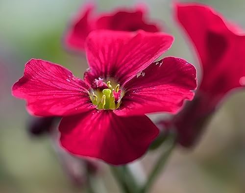 Aubretia Plants, 'Red', 6 x Plug Plant Pack, Winter Aubretias, Winter ...