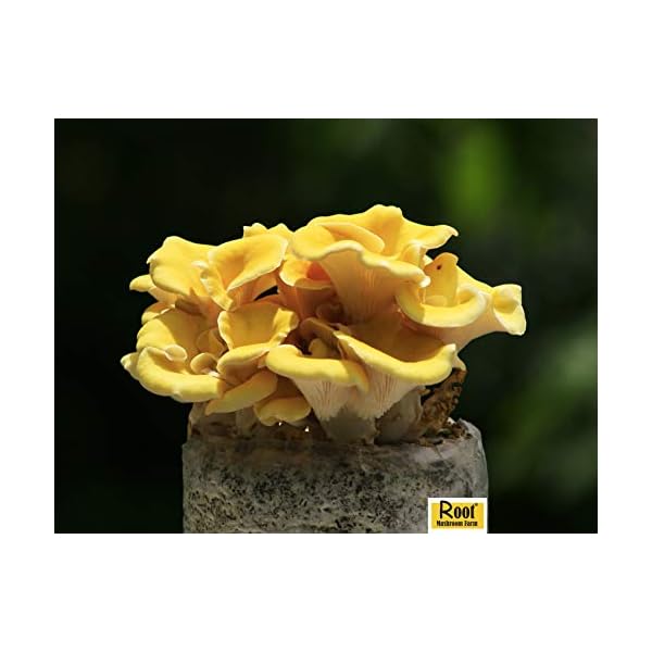 Root Mushroom Farm—Golden Oyster Mushroom Grow Kit - Insect Gourmet ...