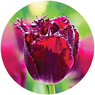 7 x Tulip Labrador Bulbs – Exotic Collection – One of a Kind ‘Fringed ...
