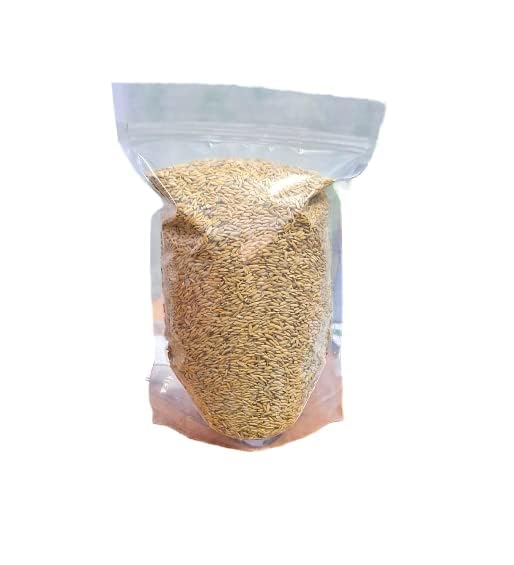 Dhan Paddy Seeds - Vadlu - For Pooja & Germination | Pooja Dhaan, Puja ...