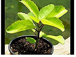Hari Giver Garden® kidney stone plant, Patharchatta, Air plant ...