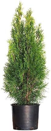 Amazon.com : Emerald Green Arborvitae (3 Gallon) Evergreen Shrub/Tree ...