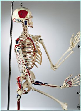 Denoyer-Geppert - Academic Skeleton Hand Painted and Number Coded ...