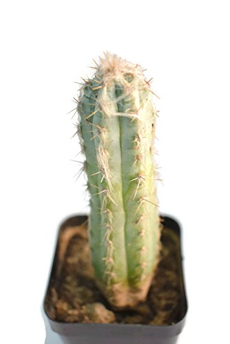 Seedsnpots Pilosocereus glauscens Brazilian Blue Cactus Live Plant ...