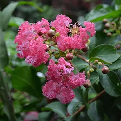 AnmolGarden Furush Pink Colour Live Plant "Lagerstroemia indica" Furus ...