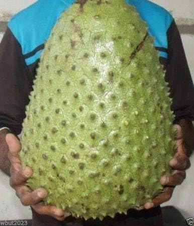 Sweet & Rare Big size Soursop Annona Muricata Fruit Live Plant ...