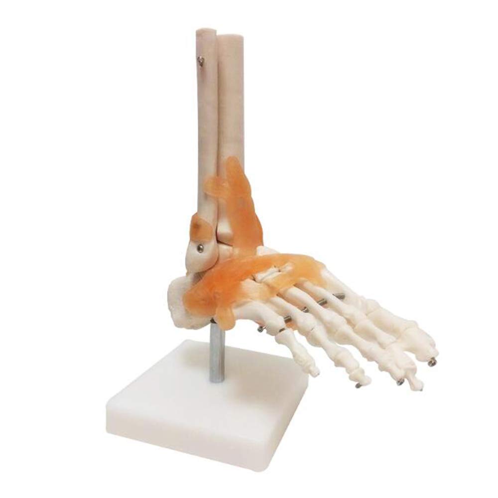 Buy Ankle Joint Model - Lifesize 1:1 Human Foot Ankle Joint Model ...