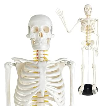 Amazon.com: 33.4 Inch Human Skeleton Model for Anatomy – Skeleton ...
