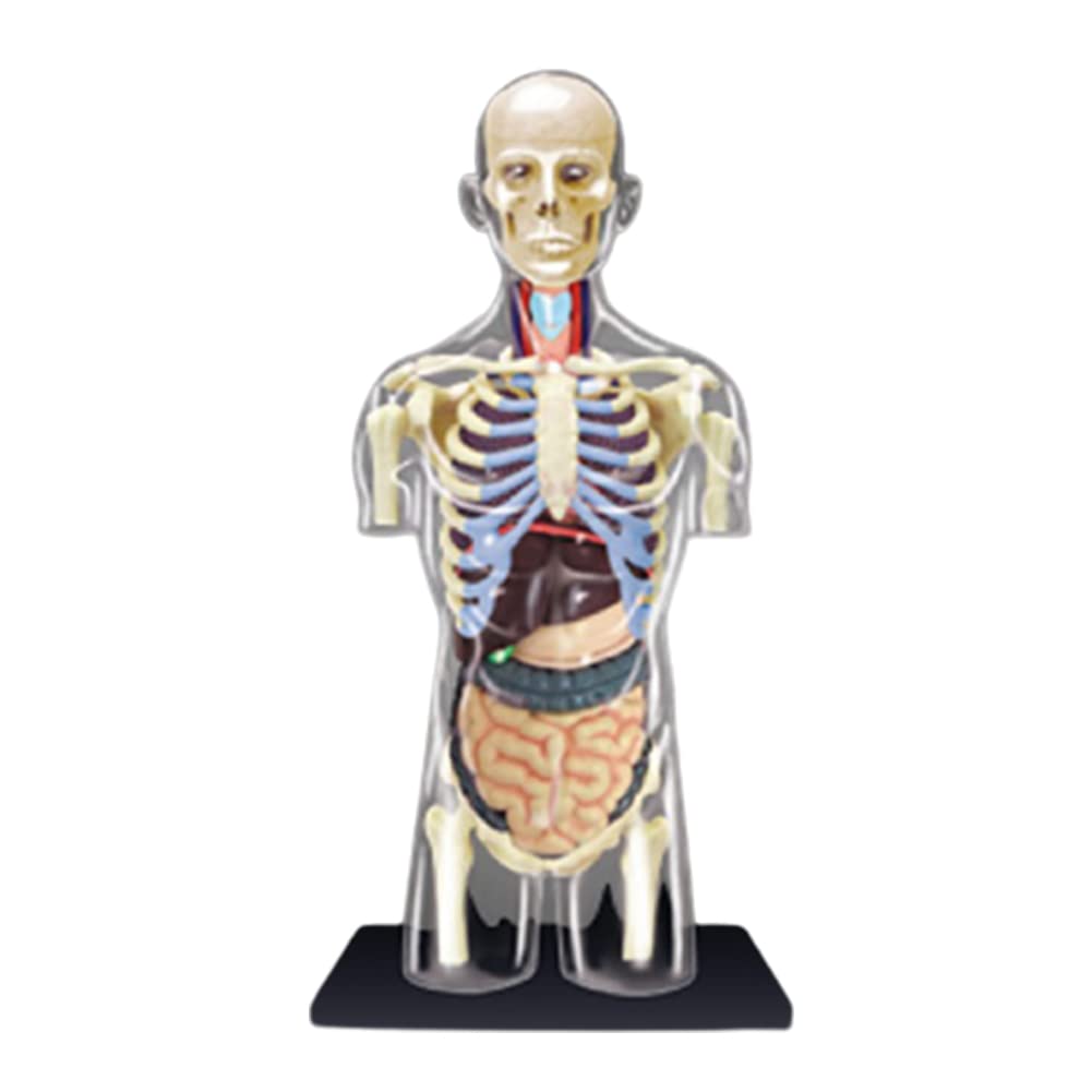 Buy Human Torso Model, 1:6 Medical Model for Anatomy of Human Half Body ...