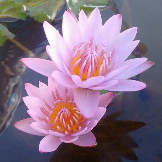 Lily Pond Store - Key Largo Live Tropical Waterlily Plant : Amazon.in ...