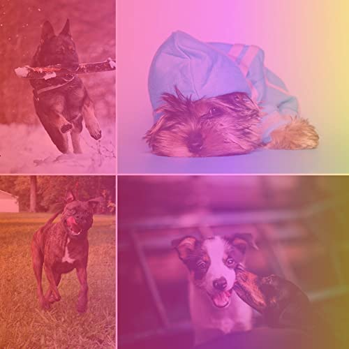 Swanky Tenor Sax Chill Out - Bgm for Caring for Dogs by Dog Music ...