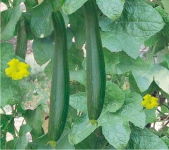 Creative Farmer Vegetable Seeds Hybrid Vegetable Seeds Sponge Gourd ...