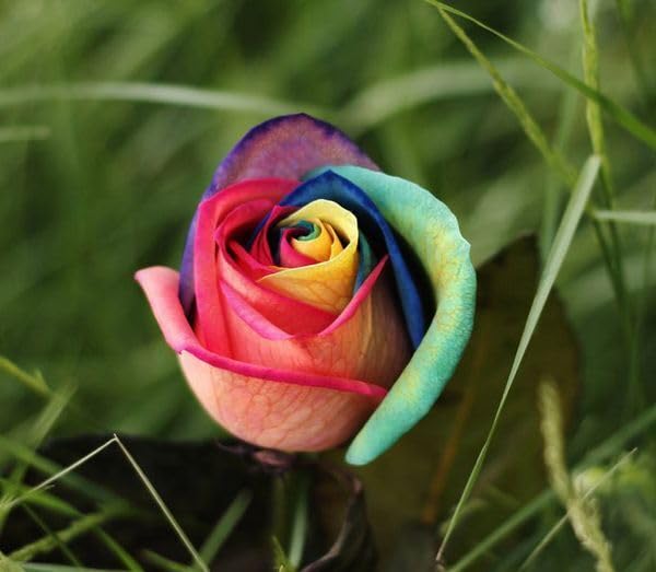 Rainbow rose plant,plant for rainbow rose (Pack of 2) : Amazon.in ...
