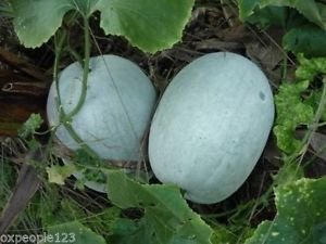 AIREX ASH GOURD (MITHAI PETHA) SEEDS (AVG 30-50) SEEDS X 1 PACKET ...