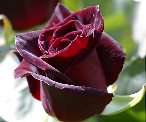Dark Red Rose Flower Plant Very Beautiful Original Variety Healthy and ...