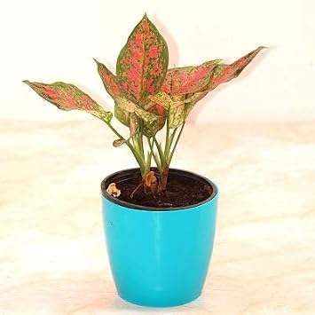 PlantsShip Aglaonema Widuri, Aglaonema Red peacock – Plant : Amazon.in ...