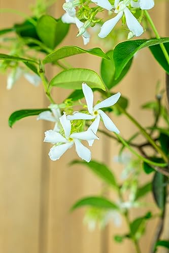 Elegantes Jasmin Als Kletterpflanze Bild