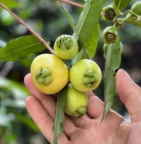 Hybrid Sweet Rose Apple Gulab Golab Jamun Syzygium Cumini Malabar Plum ...