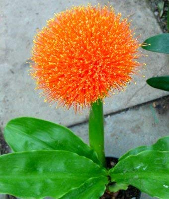 Floriculture Greens Scadoxus Multiflorus Fire Ball Lily/Football Lily ...